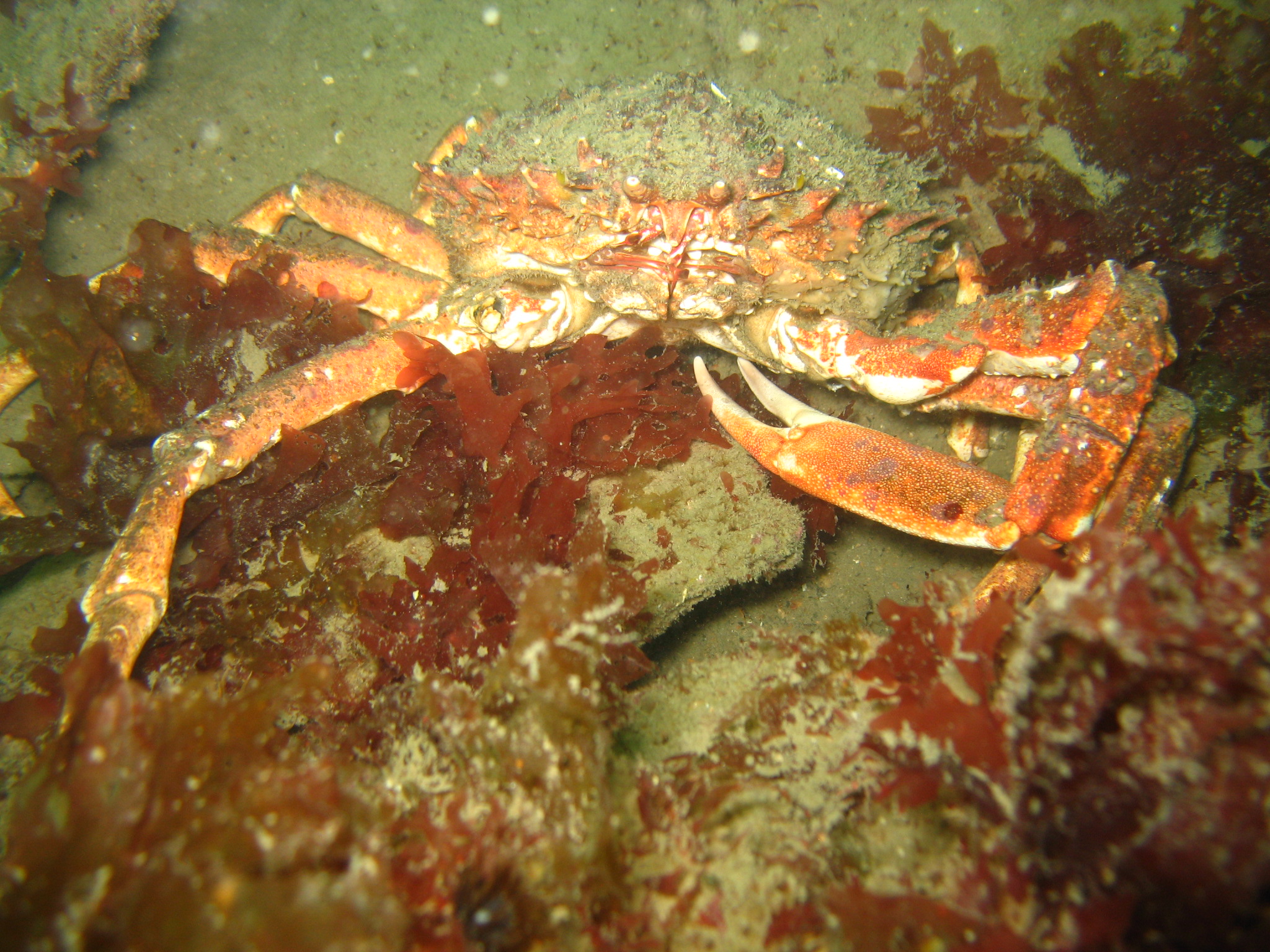 Padi Diving Couses Available